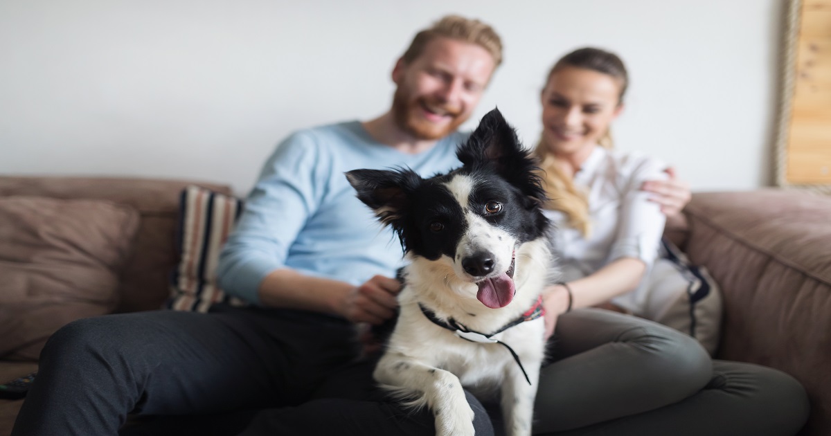 Renting with pets: How to secure a rental property for you and your pet ...