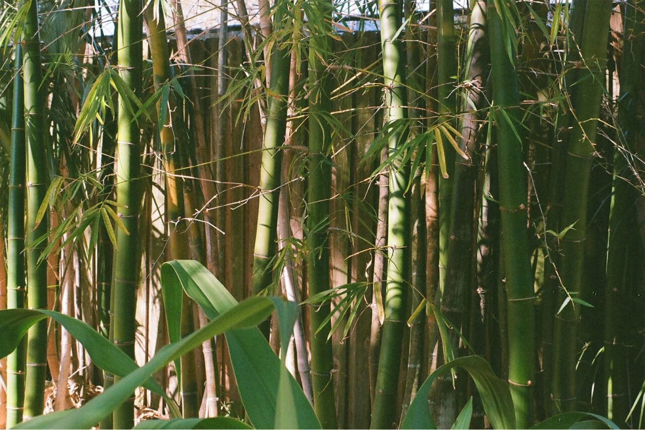 15 garden privacy ideas: solutions for overlooked gardens - OnTheMarket ...