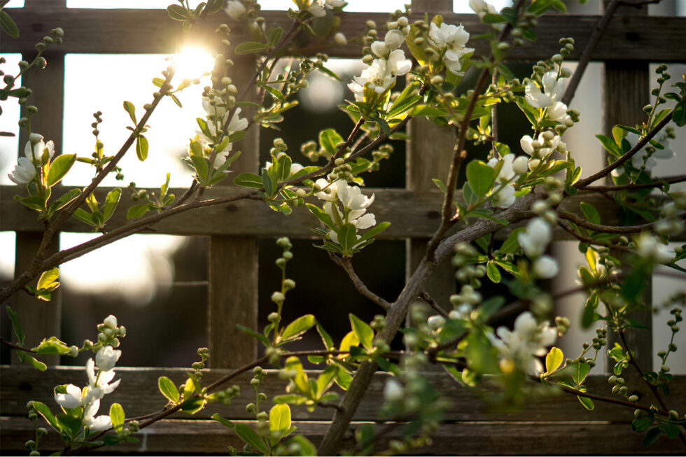 15 garden privacy ideas: solutions for overlooked gardens - OnTheMarket ...